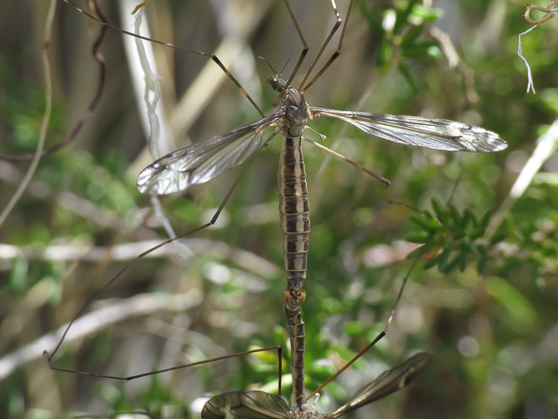 Diptera.info - Discussion Forum: Tipula copula -> Tipula (Yamatotipula ...