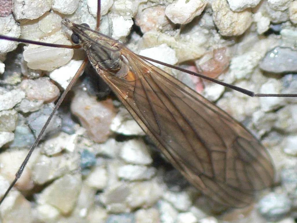 Diptera.info - Discussion Forum: Tipulidae from 31.10.13 --> Tipula pagana