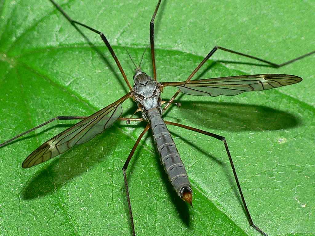 Diptera.info - Discussion Forum: Tipula sp. #4 (09.05.09)