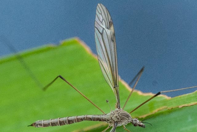 Diptera.info - Discussion Forum: Tipulidae Tipula sp. - ID