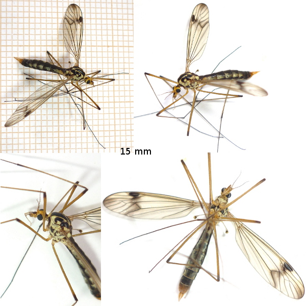 Diptera.info - Discussion Forum: Tipulidae
