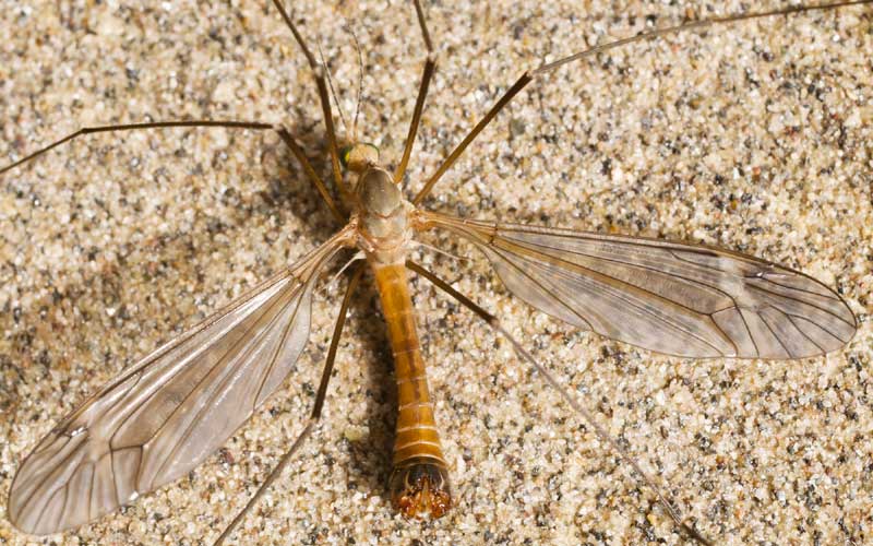 Diptera.info - Discussion Forum: Tipulidae ID. ->Tipula fascipennis