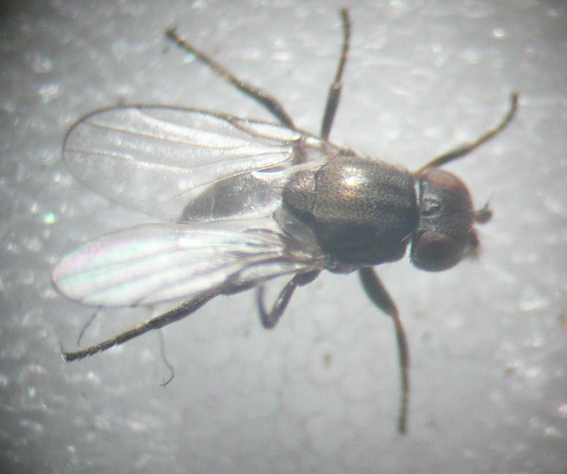Diptera.info - Discussion Forum: Chloropidae->Conioscinella cf. alpicola