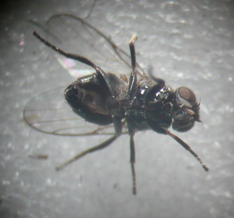 Diptera.info - Discussion Forum: Chloropidae->Conioscinella cf. alpicola