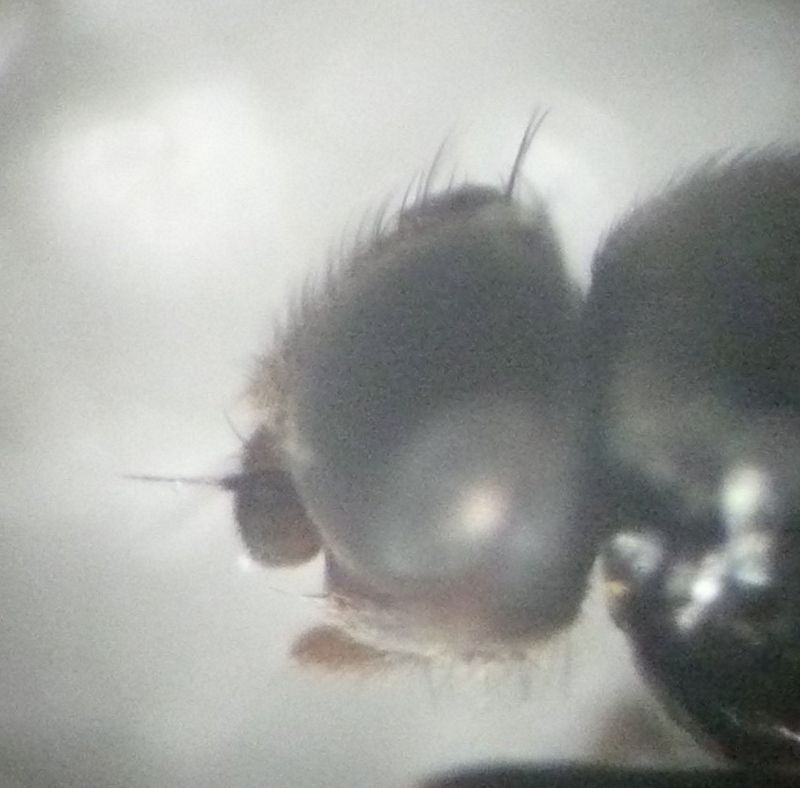 Diptera.info - Discussion Forum: Chloropidae->Conioscinella cf. alpicola