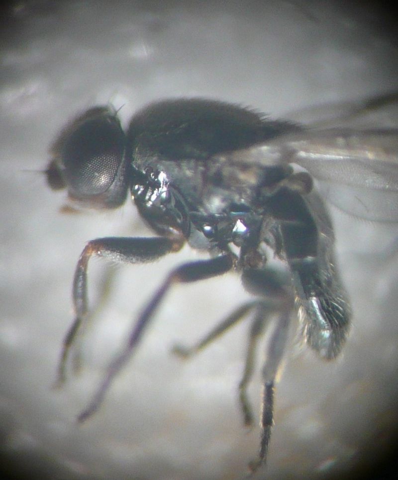 Diptera.info - Discussion Forum: Chloropidae->Conioscinella cf. alpicola