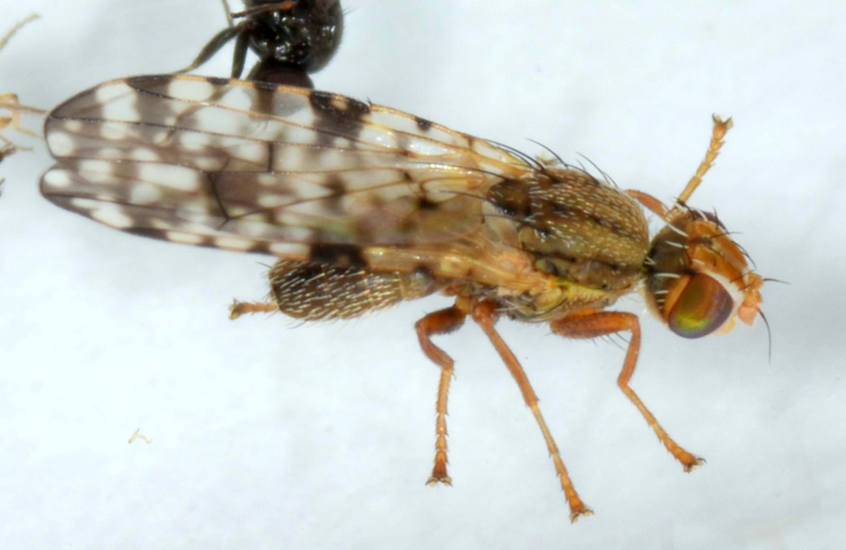 Diptera.info - Discussion Forum: Tephritidae - Dioxyna bidentis