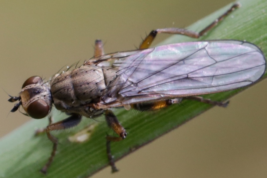 Diptera.info - Discussion Forum: Scathophagidae - Trichopalpus fraternus?