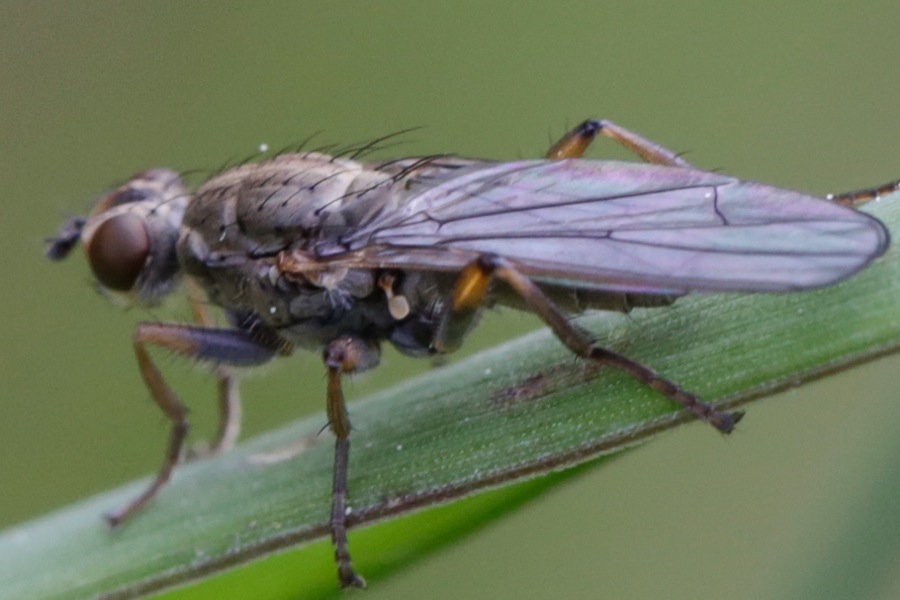 Diptera.info - Discussion Forum: Scathophagidae - Trichopalpus fraternus?