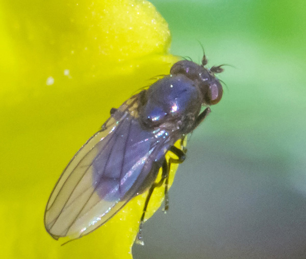 Diptera.info - Discussion Forum: small one 3-5mm