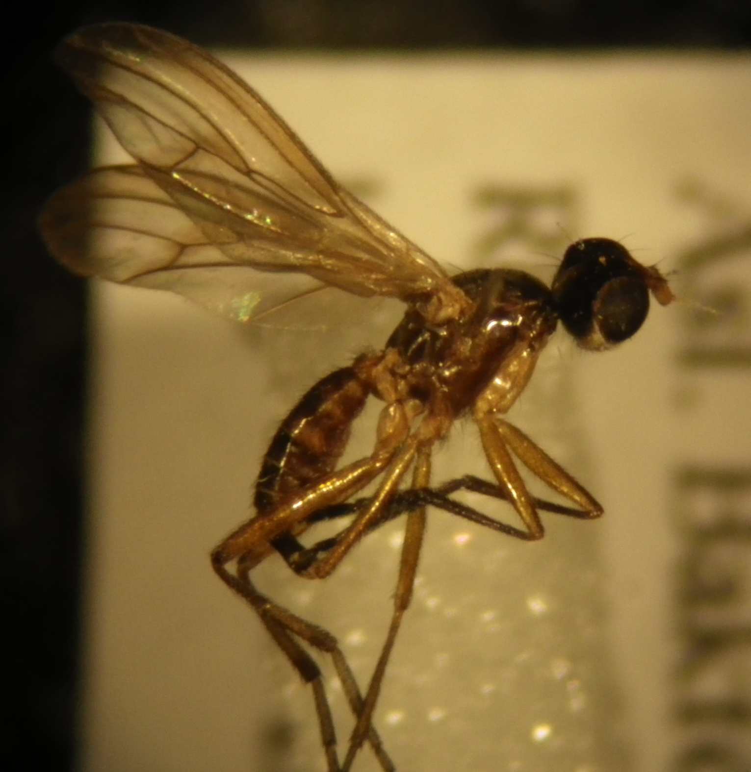 Diptera.info - Discussion Forum: UFO 1