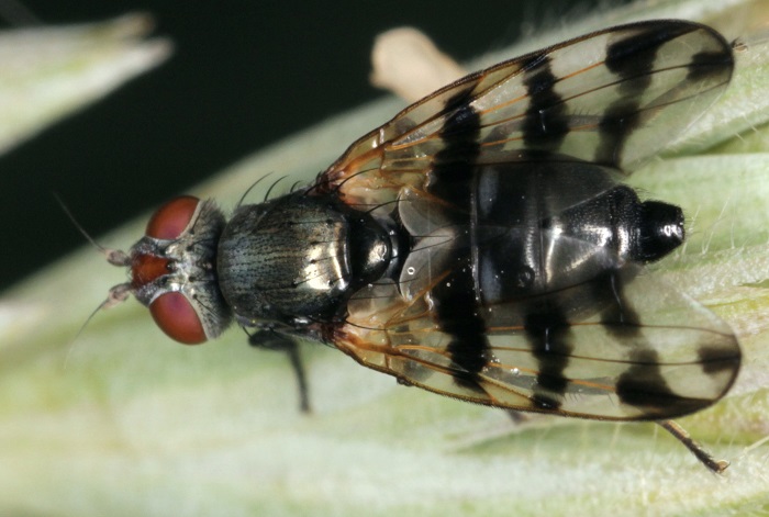 Diptera.info - Discussion Forum: Ulidiidae, Ceroxys urticae