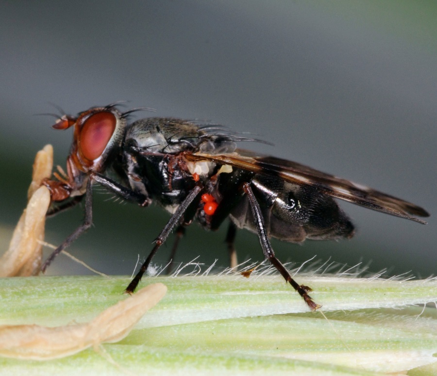 Diptera.info - Discussion Forum: Ulidiidae, Ceroxys urticae