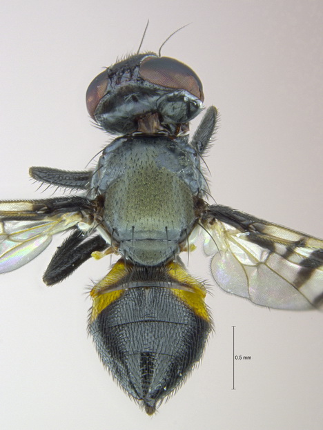 Diptera.info - Discussion Forum: Platystomatidae, Rivellia sp.