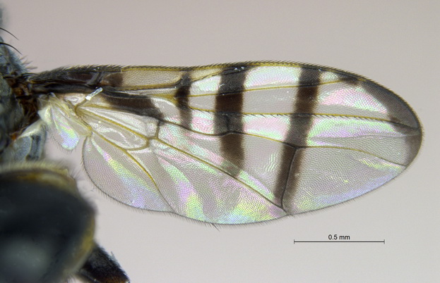 Diptera.info - Discussion Forum: Platystomatidae, Rivellia sp.
