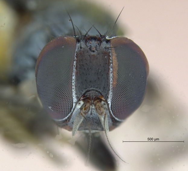 Diptera.info - Discussion Forum: Platystomatidae, Rivellia sp.