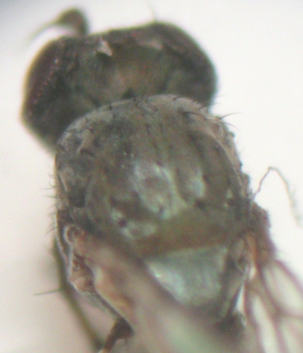 Diptera.info - Discussion Forum: Ephydridae 29 Jul 2015 SW Sweden ...