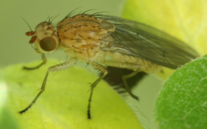 Diptera.info - Discussion Forum: Pale fly, The Netherlands