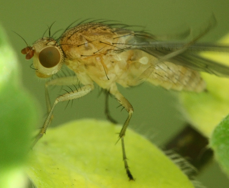Diptera.info - Discussion Forum: Pale fly, The Netherlands
