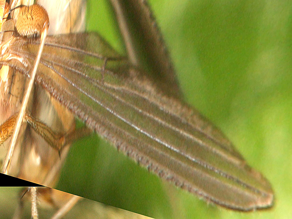 Diptera.info - Discussion Forum: Heleomyzidae, Suillia (Thanks Nikita)