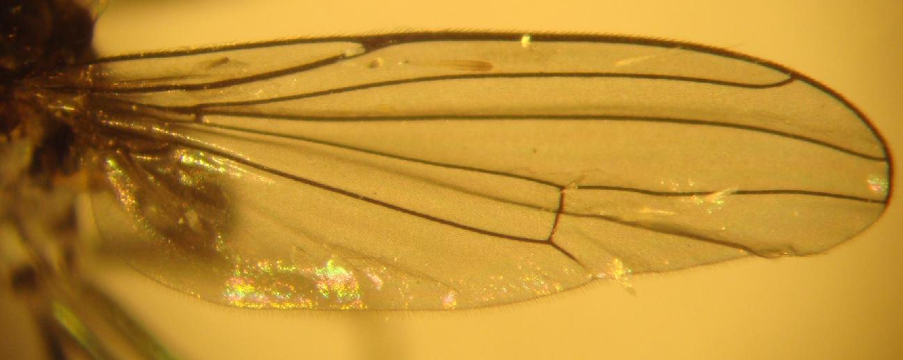 Diptera.info - Discussion Forum: Hydrophorinae