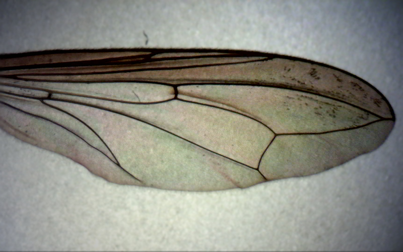 Diptera.info - Discussion Forum: Leopoldius signatus?