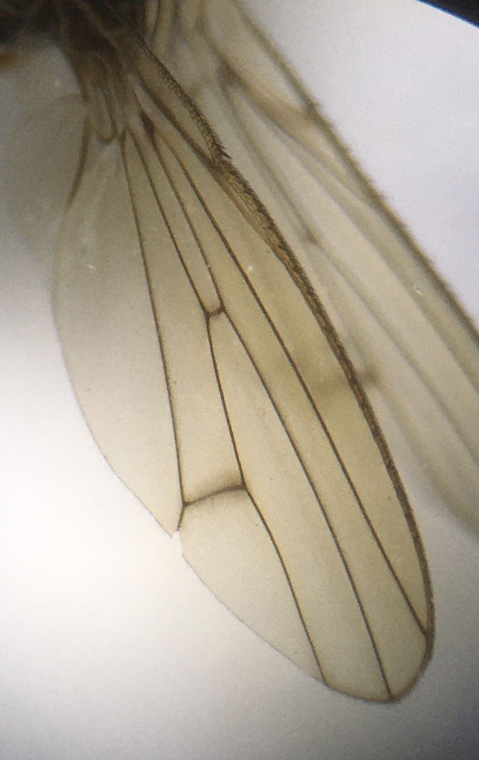 Diptera.info - Discussion Forum: Heleomyzidae id? => T. tarsalis