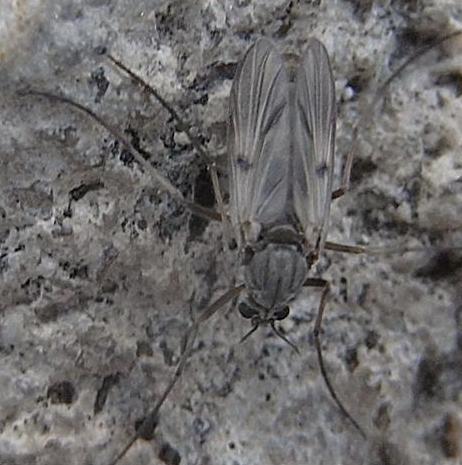 Diptera.info - Discussion Forum: Chironomidae -> Procladius sp.?