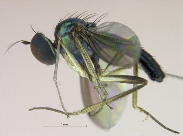 Diptera.info - Discussion Forum: Dolichopodidae, Chaetogonopteron sp.