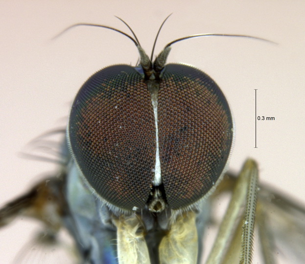 Diptera.info - Discussion Forum: Dolichopodidae, Chaetogonopteron sp.