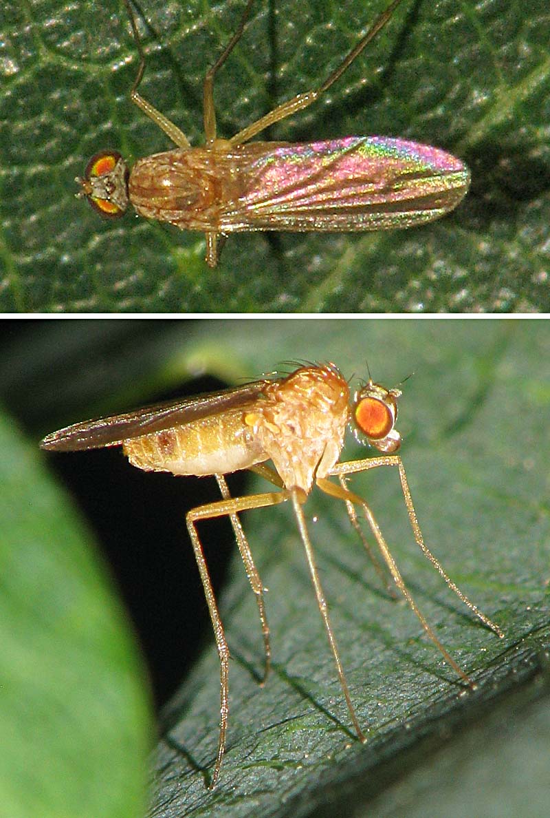 Diptera.info - Discussion Forum: Yellow Doli -Xanthochlorus tenellus?