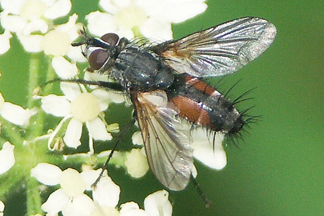 Diptera.info - Discussion Forum: Eriothrix rufomaculatus?